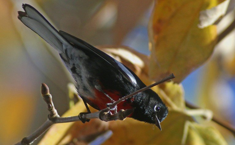 Painted Redstart at Irvine Lake - 10,000 Birds