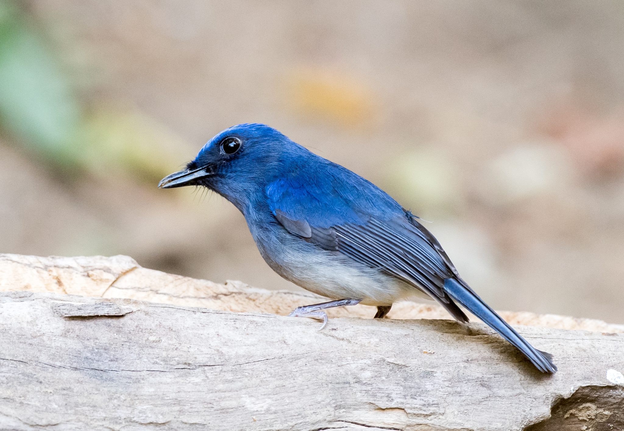 Blue Birds - 10,000 Birds