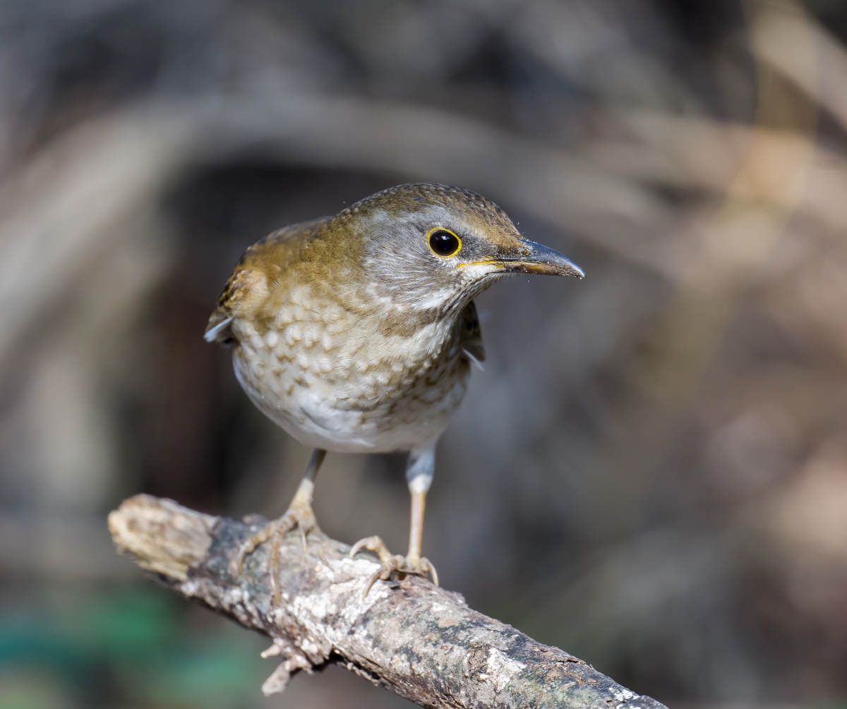 Birding Shanghai in November 2022 - 10,000 Birds