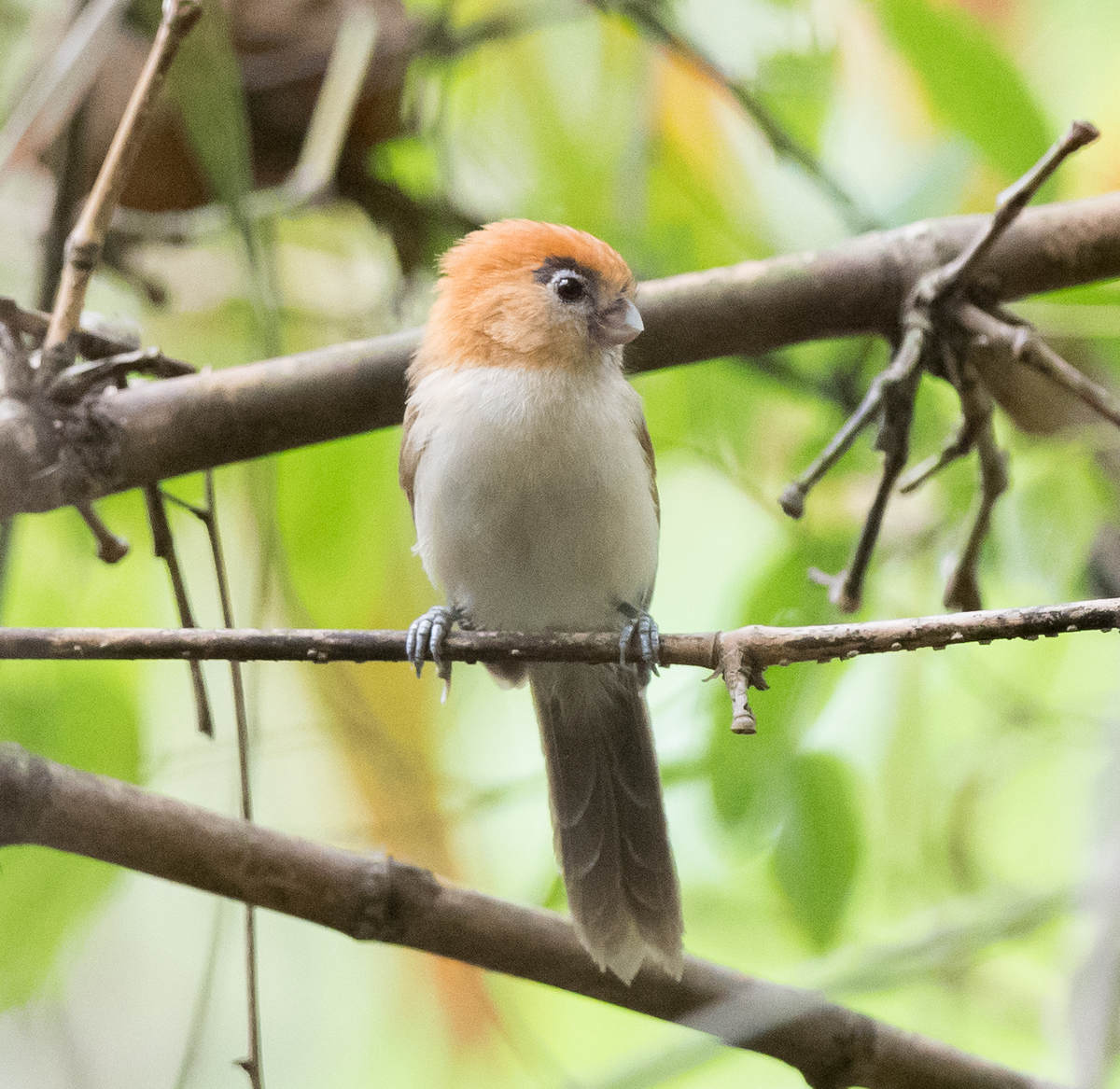 Birding Nabang, Yunnan (1) - 10,000 Birds