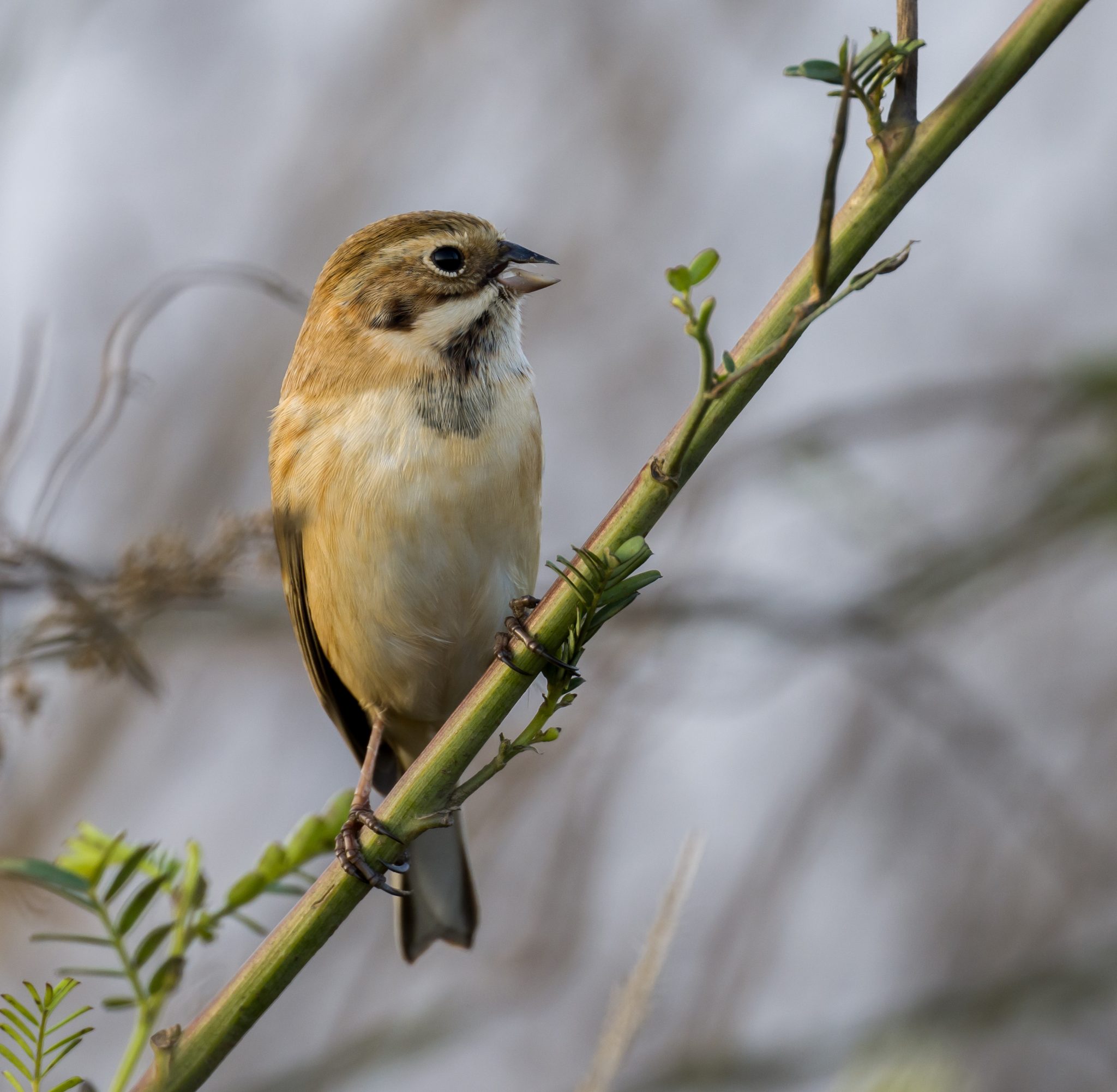Birding Shanghai in November 2022 - 10,000 Birds