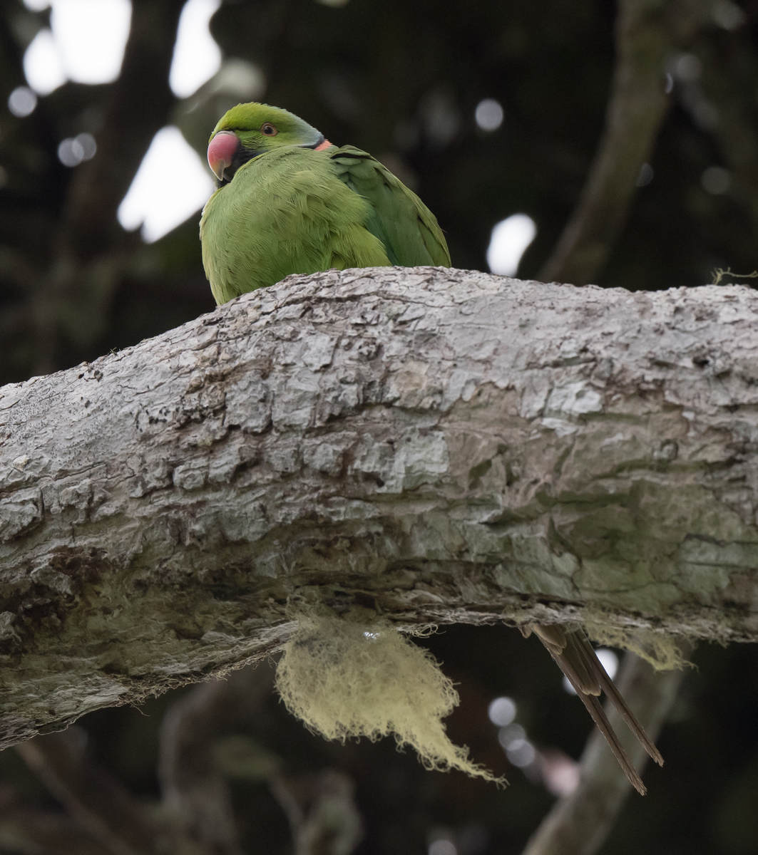 A few hours of birding on Mauritius Island - 10,000 Birds