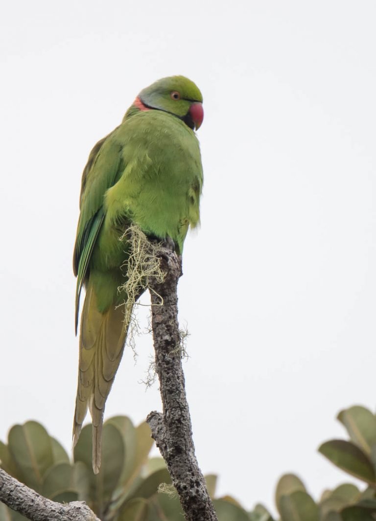 A few hours of birding on Mauritius Island - 10,000 Birds