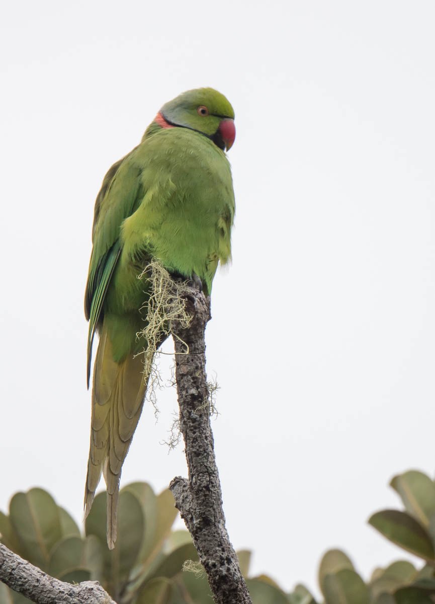 A few hours of birding on Mauritius Island - 10,000 Birds