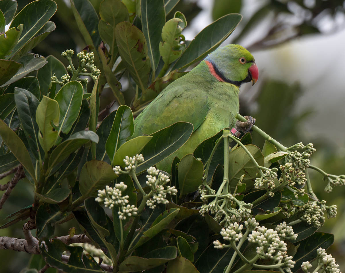 A few hours of birding on Mauritius Island - 10,000 Birds