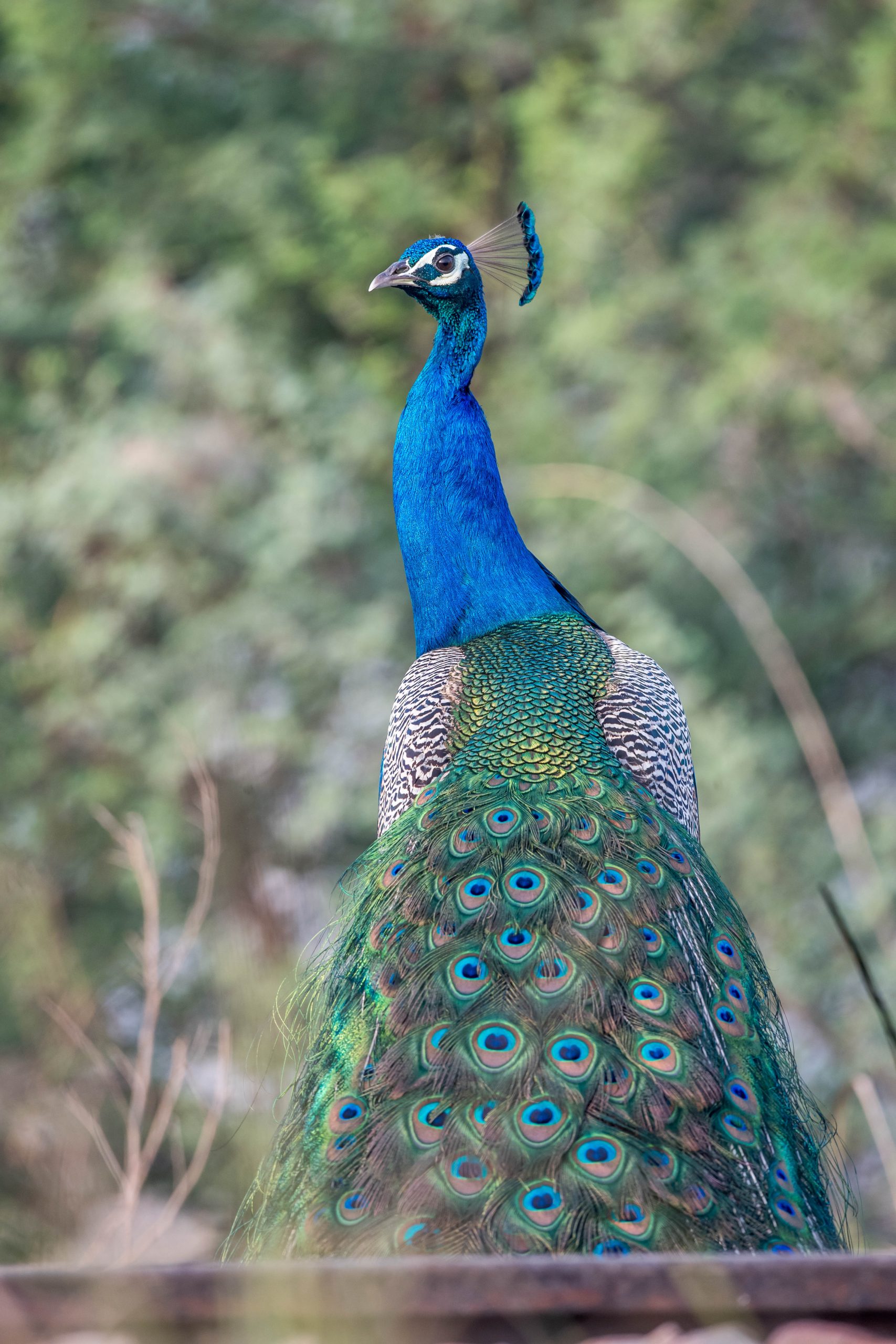 Bird-Ranking: My favorite birds (as an amateur bird watcher) - 10,000 Birds