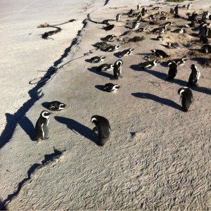 African Penguins in Peril - 10,000 Birds