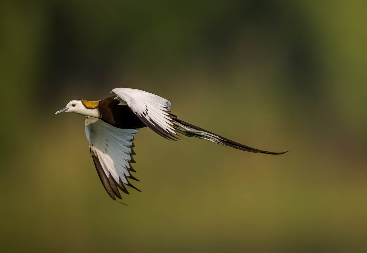 Birding Shanghai in July 2022 - 10,000 Birds