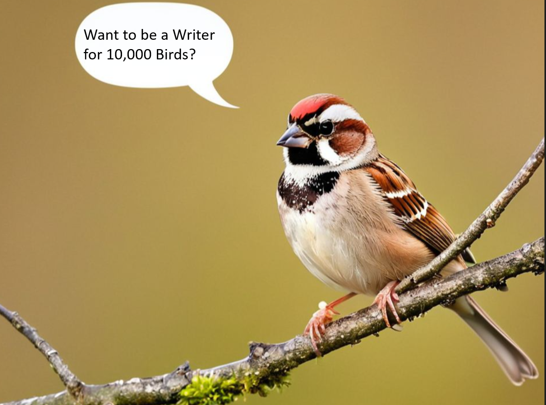 Want To Be A Writer For 10,000 Birds? - 10,000 Birds