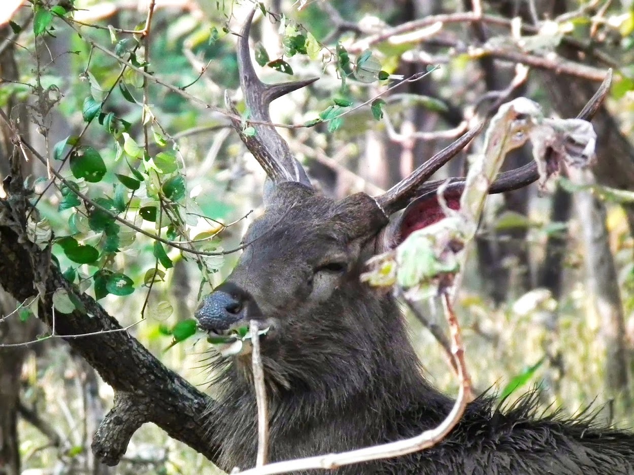 Birding Gir National Park, India - 10,000 Birds