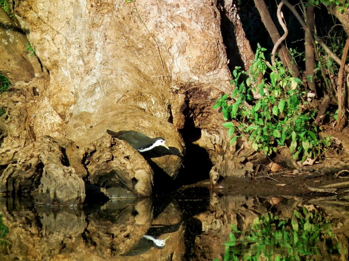 Birding Gir National Park, India - 10,000 Birds