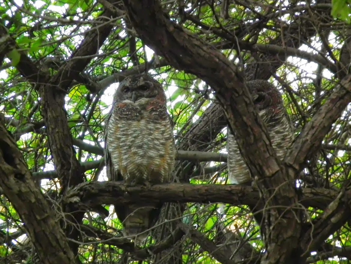 Birding Gir National Park, India - 10,000 Birds