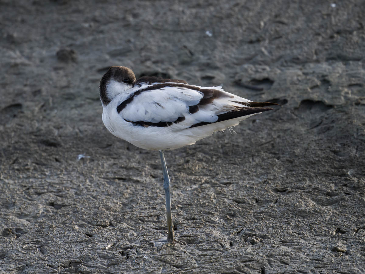 Birding Shanghai in September 2022 – 10,000 Birds