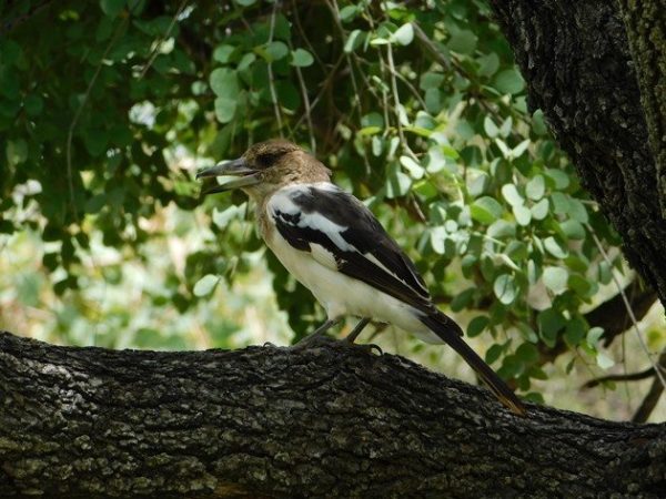 Pied Butcherbird family - 10,000 Birds
