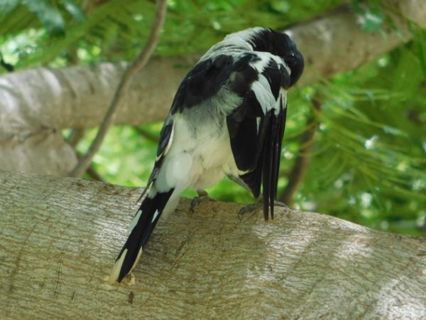 Pied Butcherbird family - 10,000 Birds