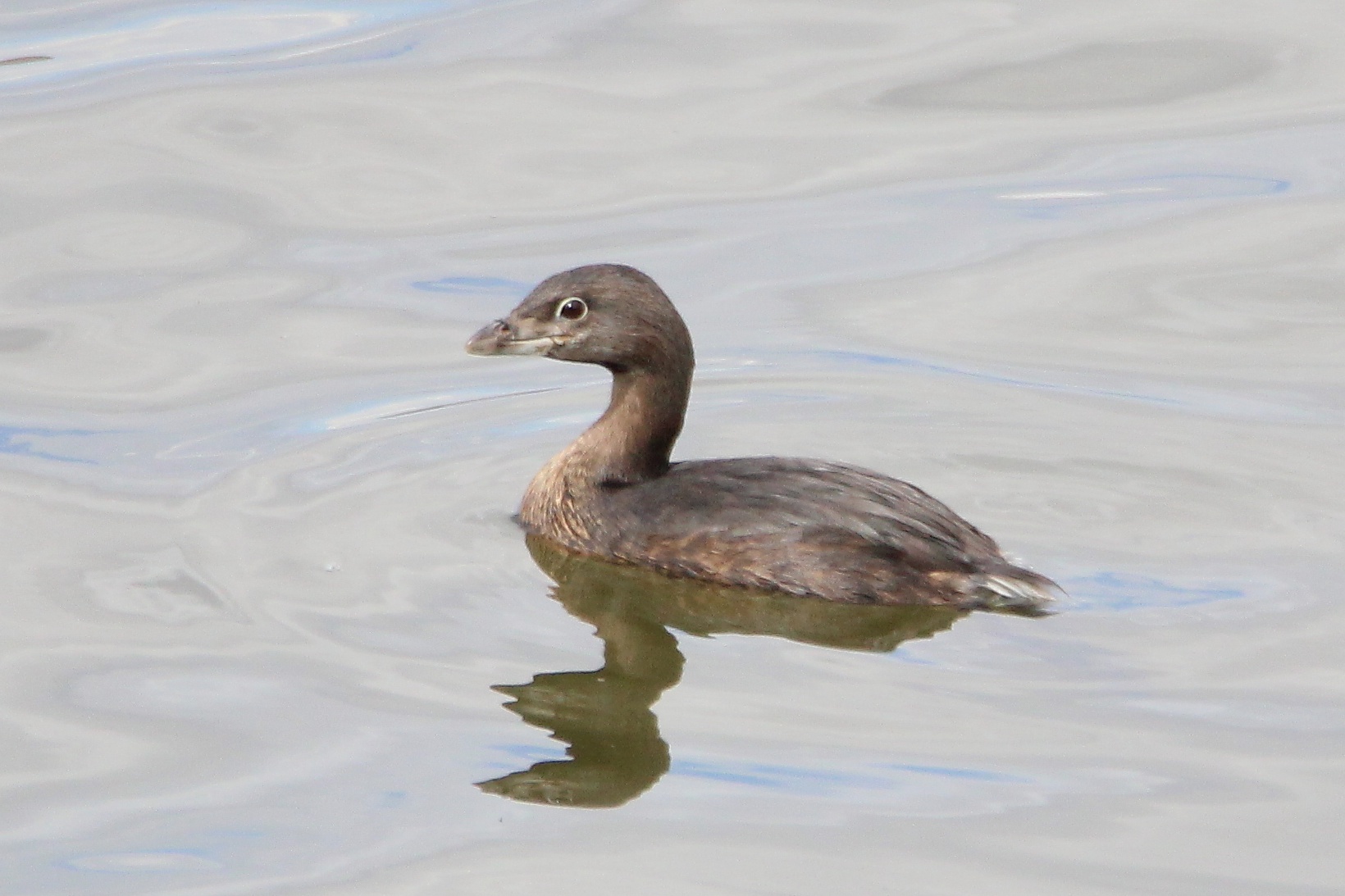 All Is Not Lost - 10,000 Birds