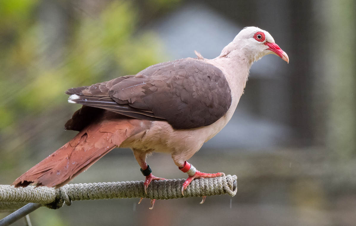 A few hours of birding on Mauritius Island - 10,000 Birds