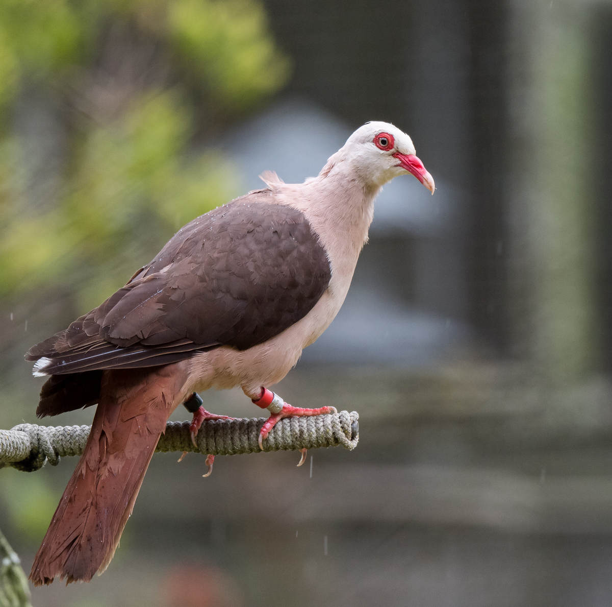 A few hours of birding on Mauritius Island - 10,000 Birds