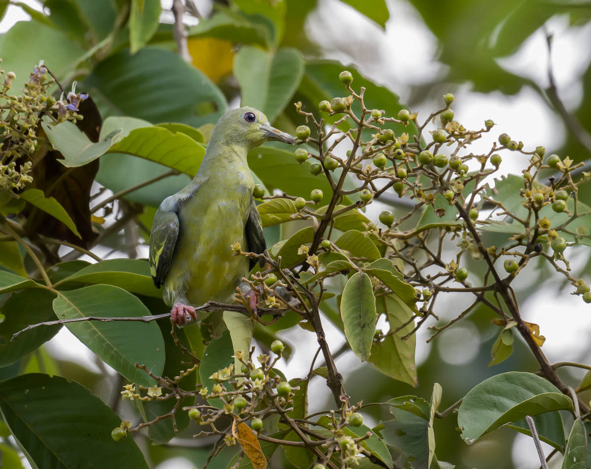 Birding Tanjung Aru Beach, Kota Kinabalu, Malaysia - 10,000 Birds
