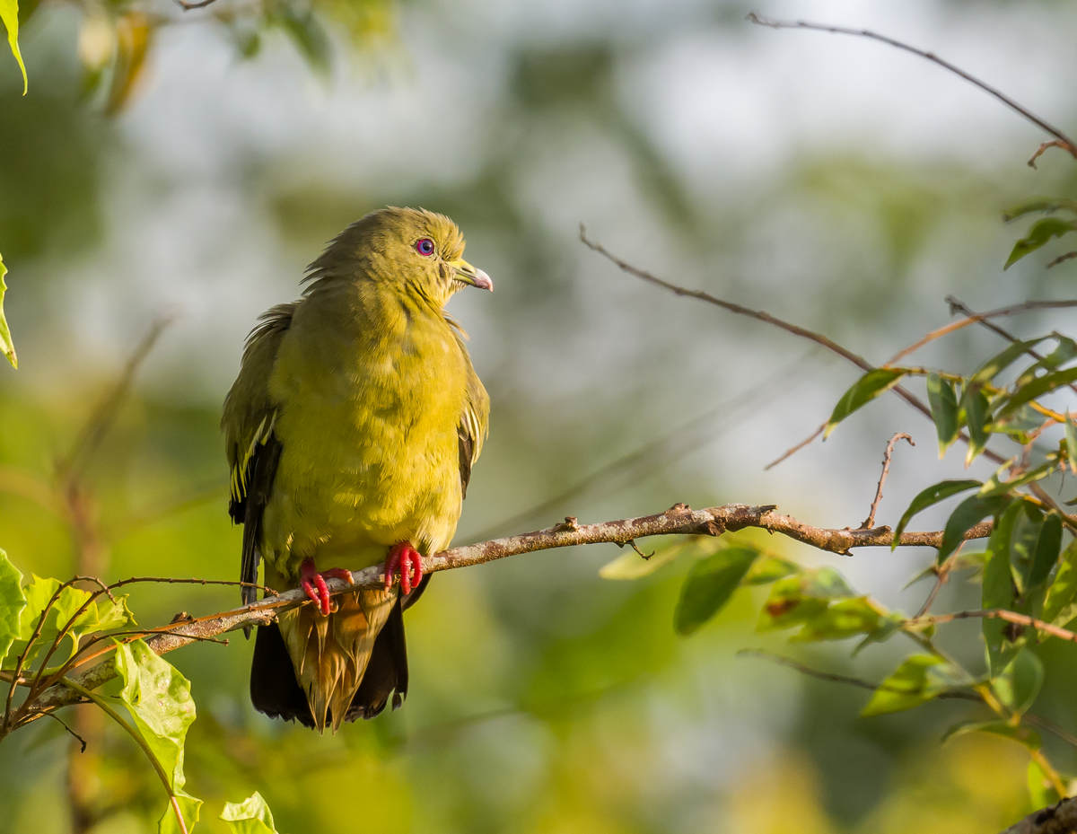 Birding Kota Kinabalu, Borneo: Rice Paddies - 10,000 Birds