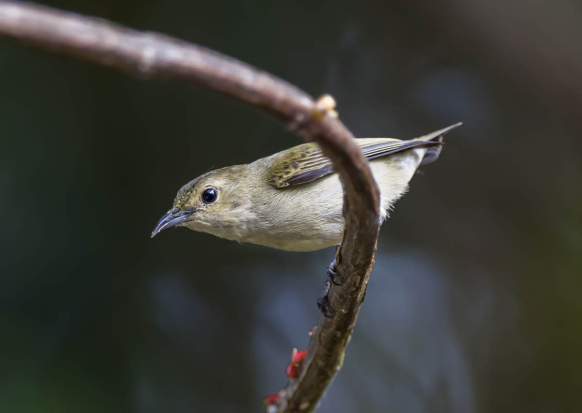 Birding Jianfengling, Hainan (I to Z) - 10,000 Birds