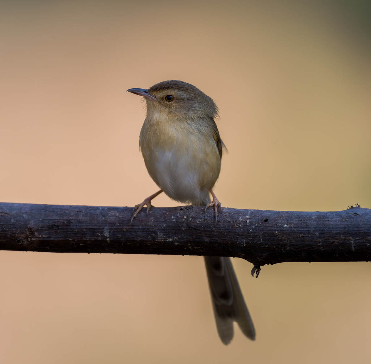 Birding Napo, Guangxi, China - part 2 - 10,000 Birds