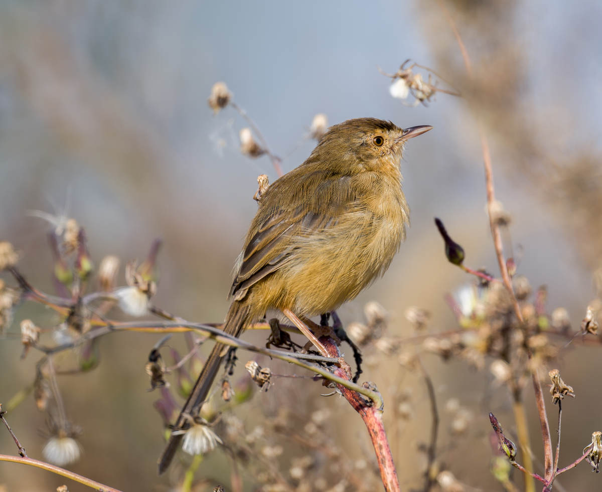 Birding Shanghai in November 2022 - 10,000 Birds