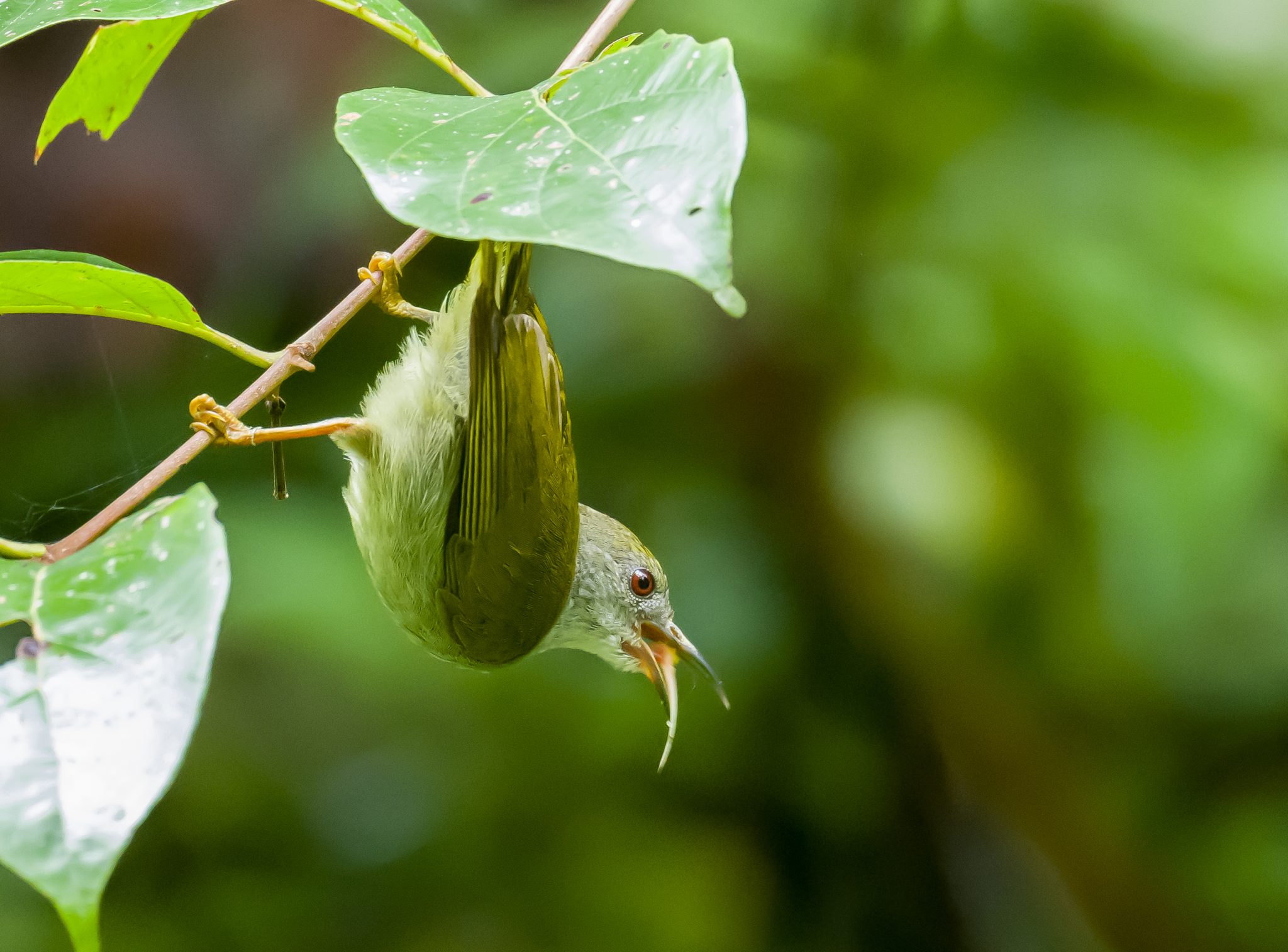 Birding Tabin, Sabah, Borneo - 10,000 Birds