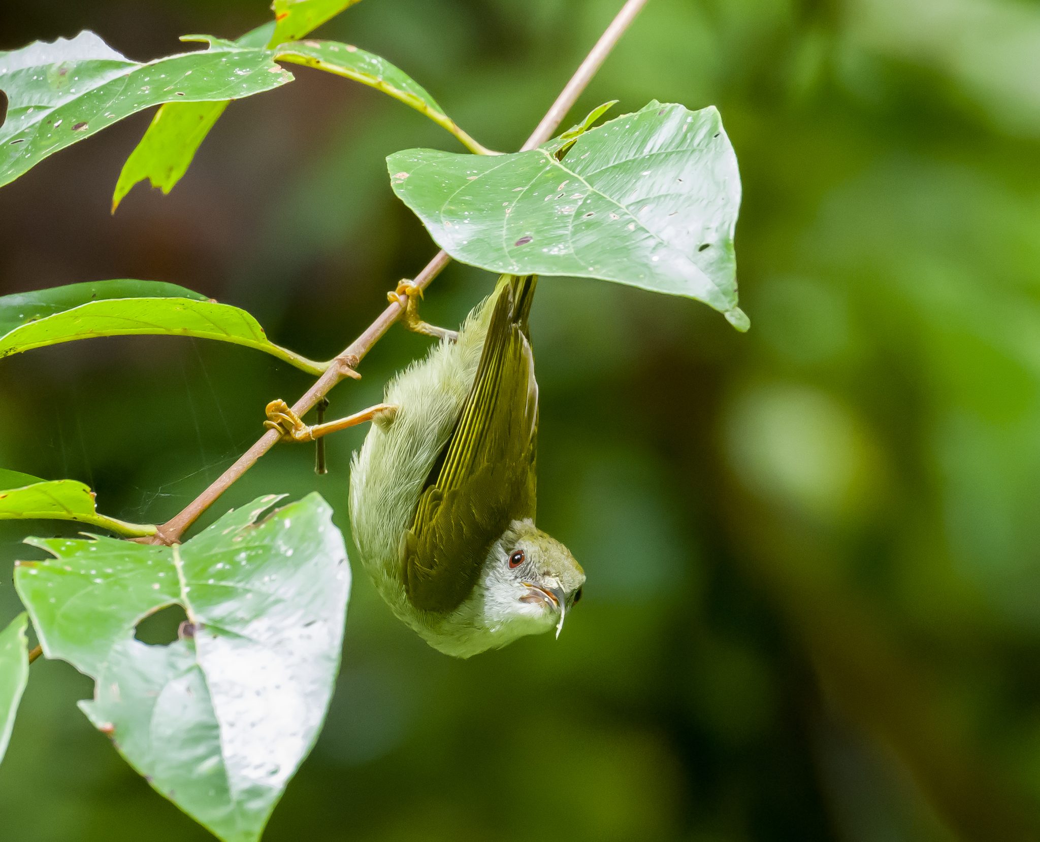 Birding Tabin, Sabah, Borneo - 10,000 Birds