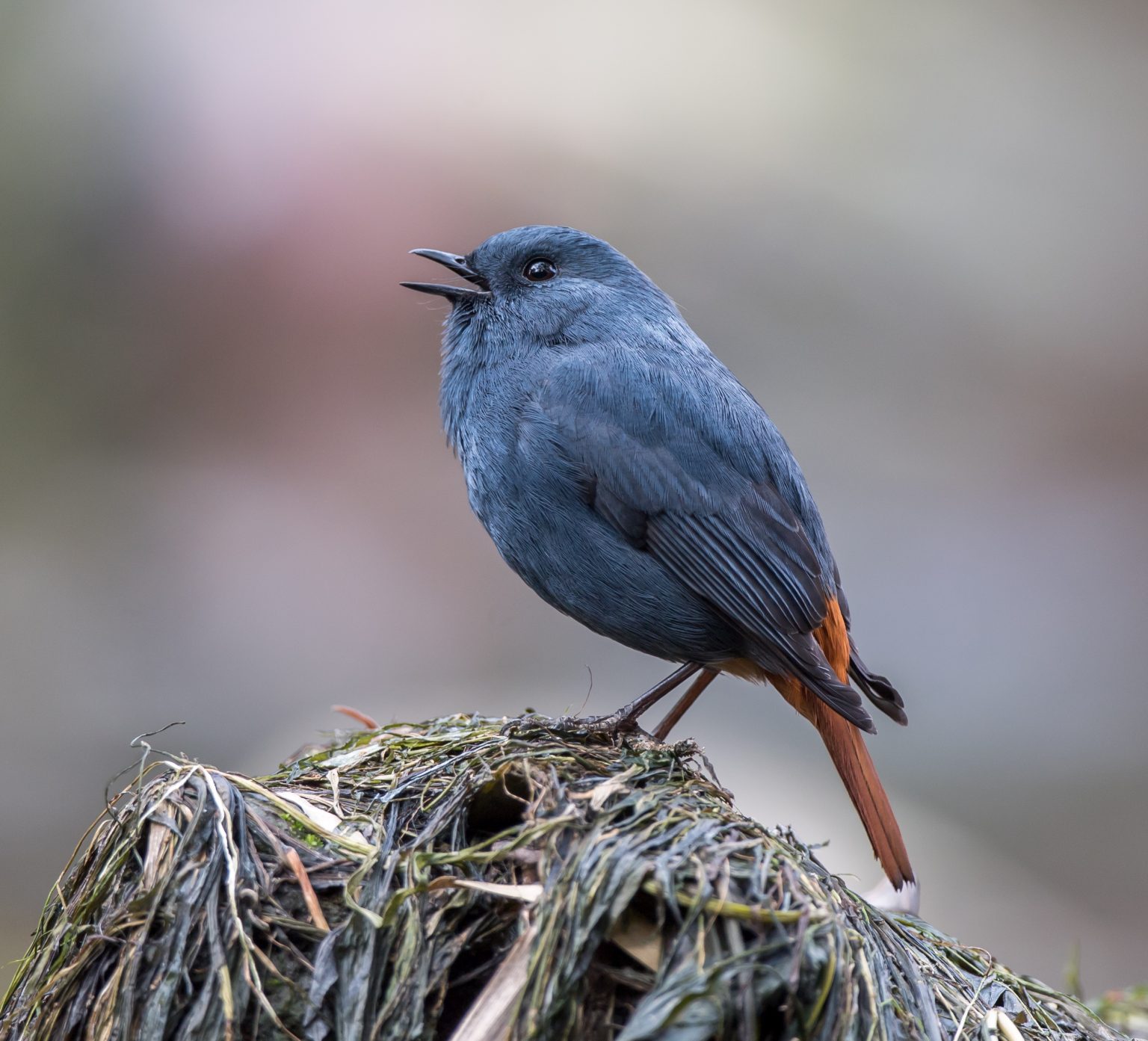 The Metamorphosis - 10,000 Birds