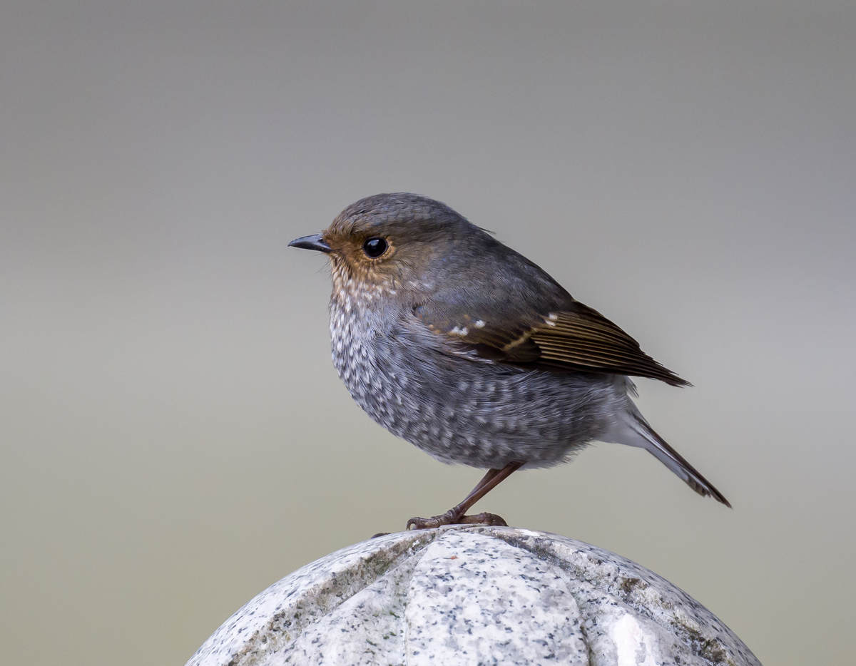Birding Napo, Guangxi, China - part 2 - 10,000 Birds