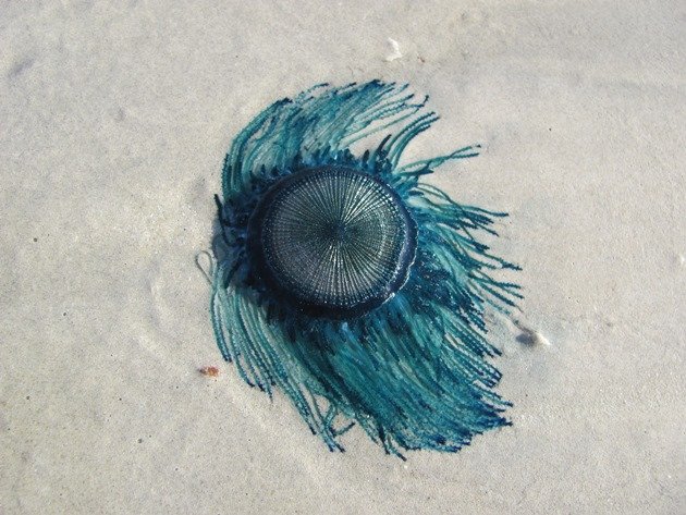 Sea Snakes and other creatures of the beach - 10,000 Birds