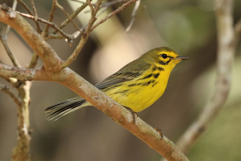 Best Time to Bird South Florida? Fall Migration - 10,000 Birds