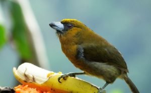 Are Puffbirds Real? and Other Pertinent Questions for Birding in Costa ...