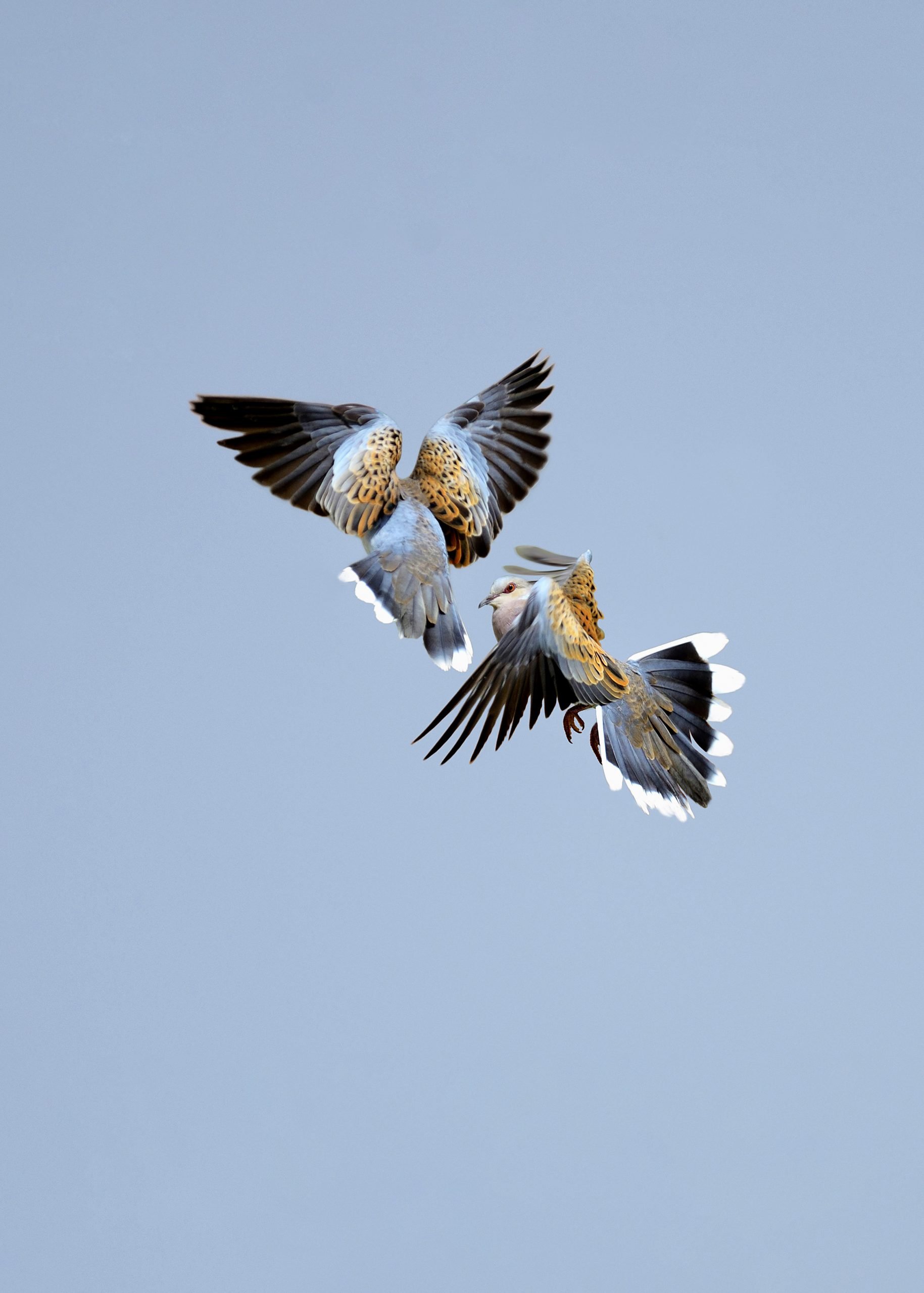 Flights of Passage: a book review - 10,000 Birds