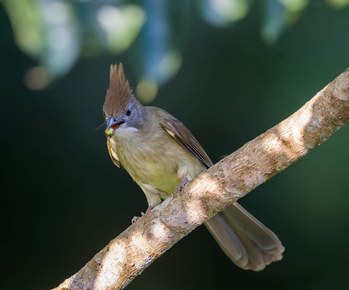 Birding Jianfengling, Hainan (I to Z) - 10,000 Birds