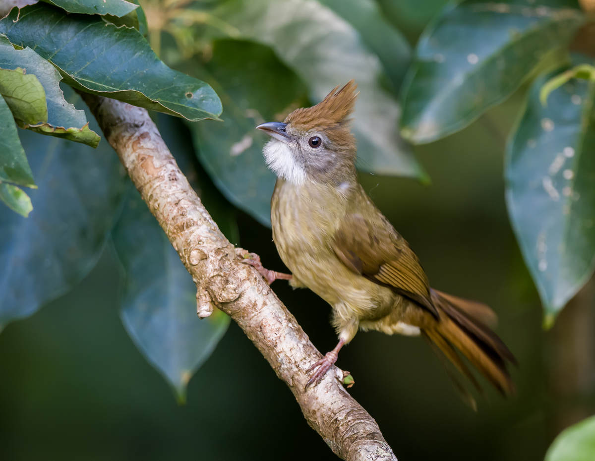 Birding Jianfengling, Hainan (I to Z) - 10,000 Birds