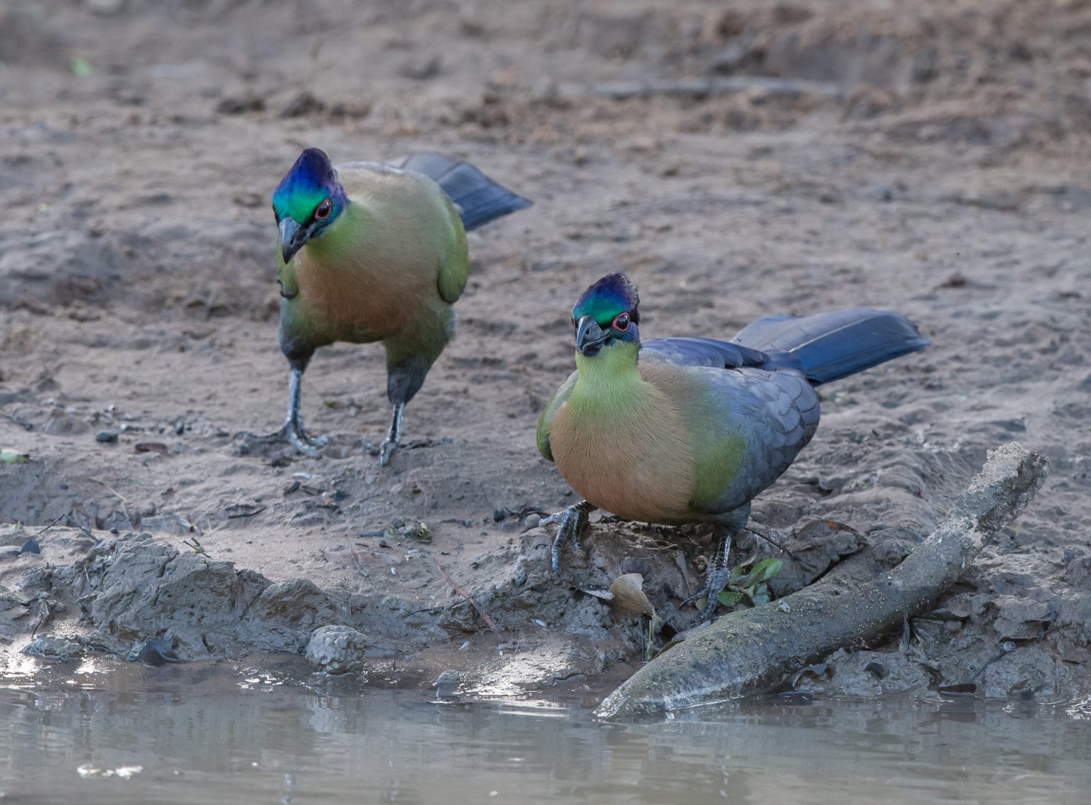 Two Birds - 10,000 Birds