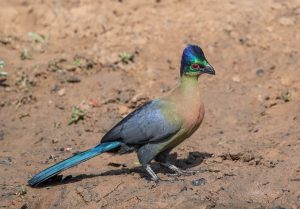 Jamaican Croaking Lizard - 10,000 Birds