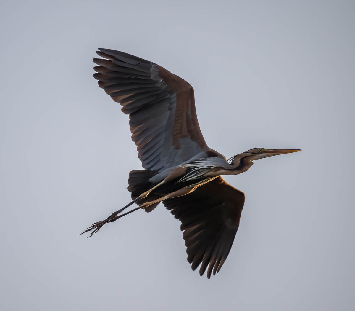 Birding Ho Chi Minh City, Vietnam - 10,000 Birds