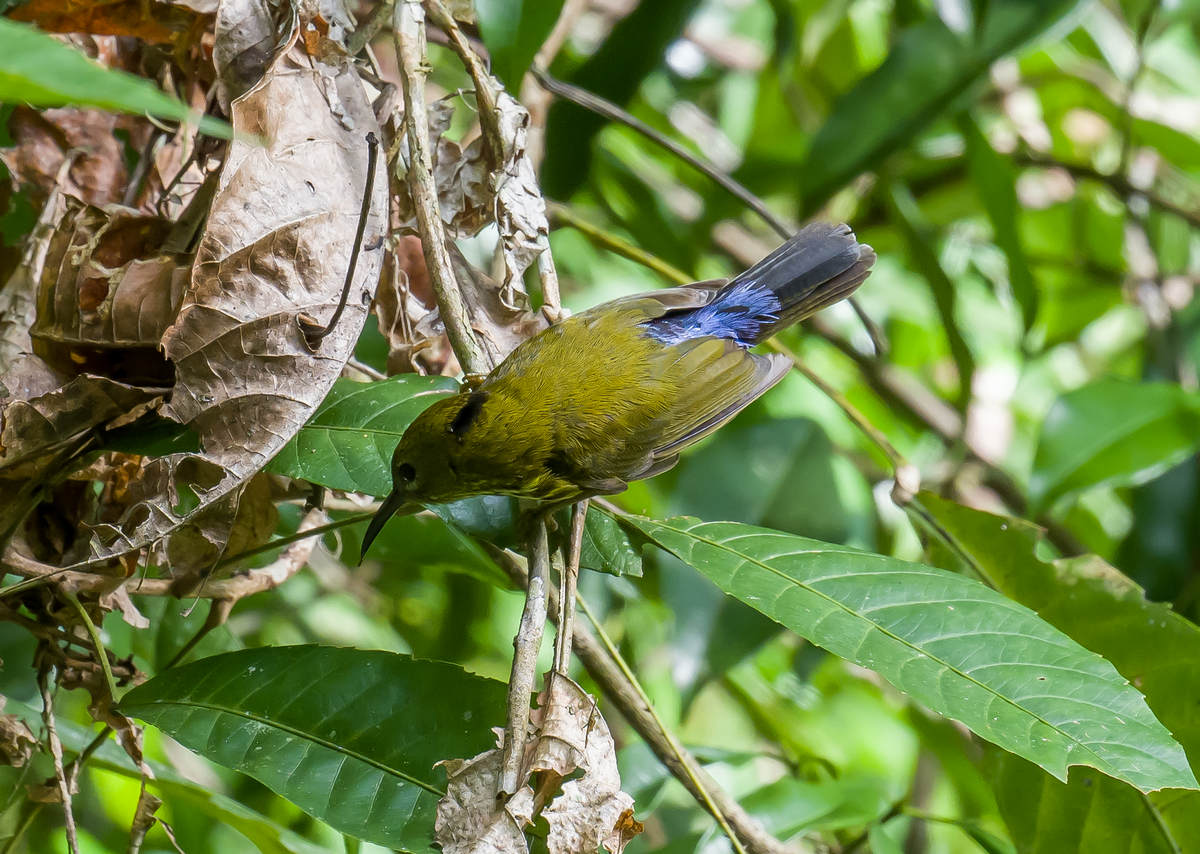 Sunbirds of Sepilok - 10,000 Birds