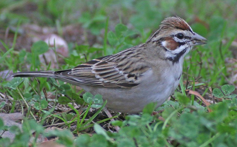 Good Birds on the Queens County Christmas Bird Count - 10,000 Birds