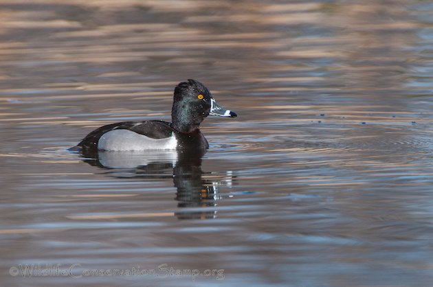 Why Did They Name This Duck the Ring-necked Duck? - 10,000 Birds