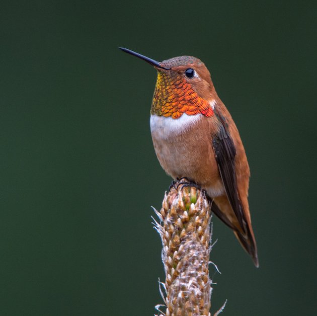 Rufous Hummingbird Male in Northern California - 10,000 Birds