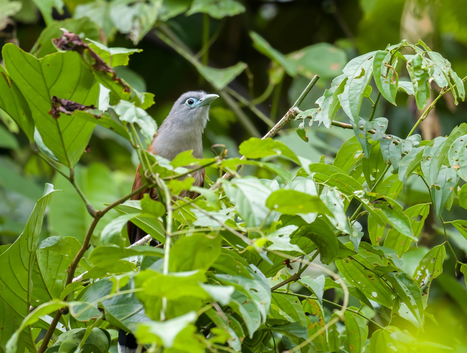 Birding Tabin, Sabah, Borneo - 10,000 Birds