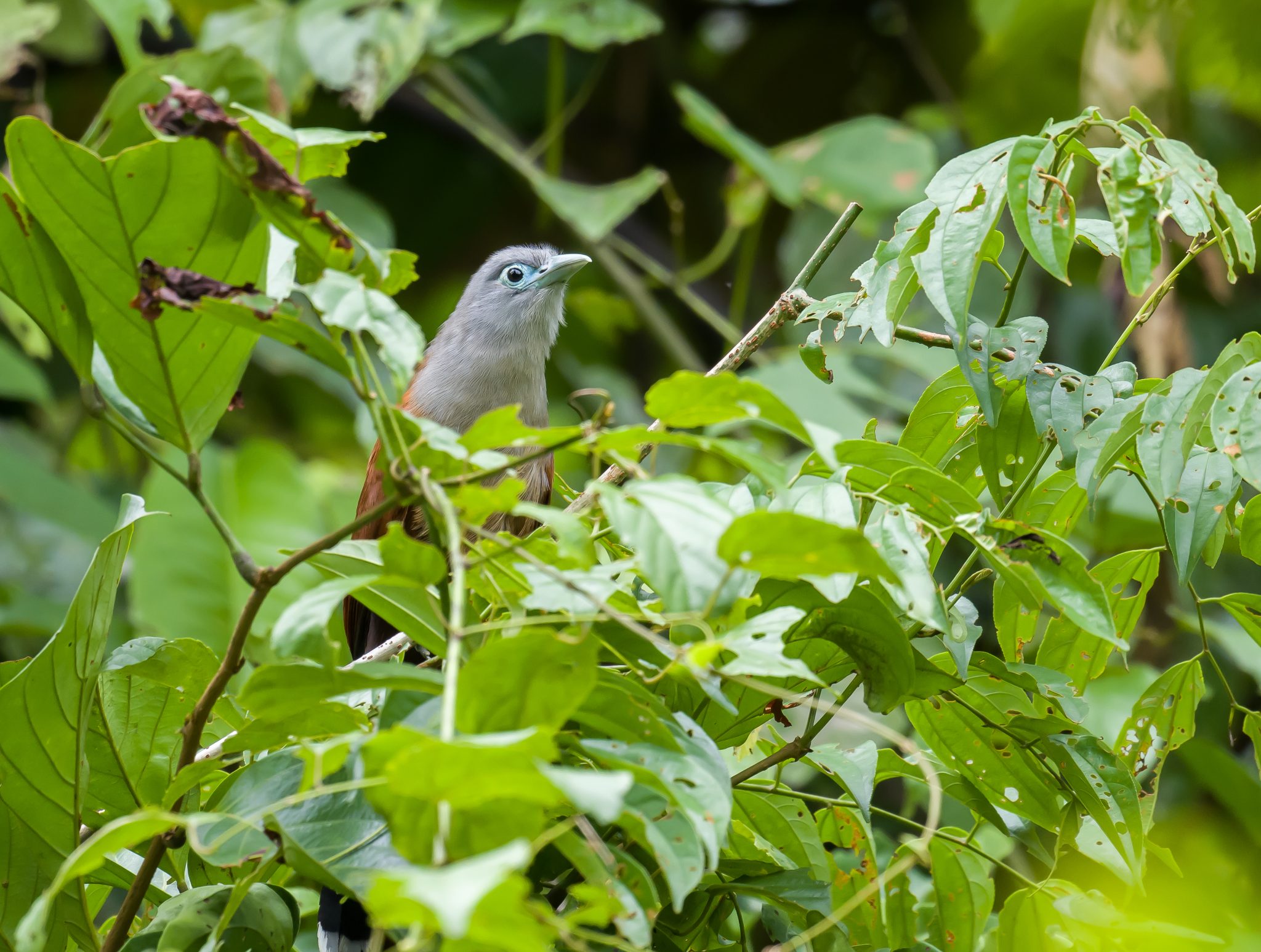 Birding Tabin, Sabah, Borneo - 10,000 Birds