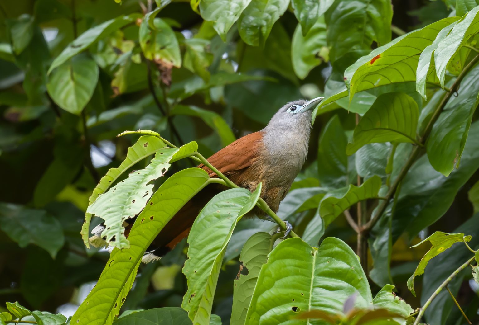 Birding Tabin, Sabah, Borneo - 10,000 Birds