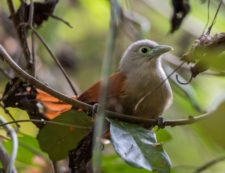Birding Taman Negara, or the dubious joys of rainforest birding ...