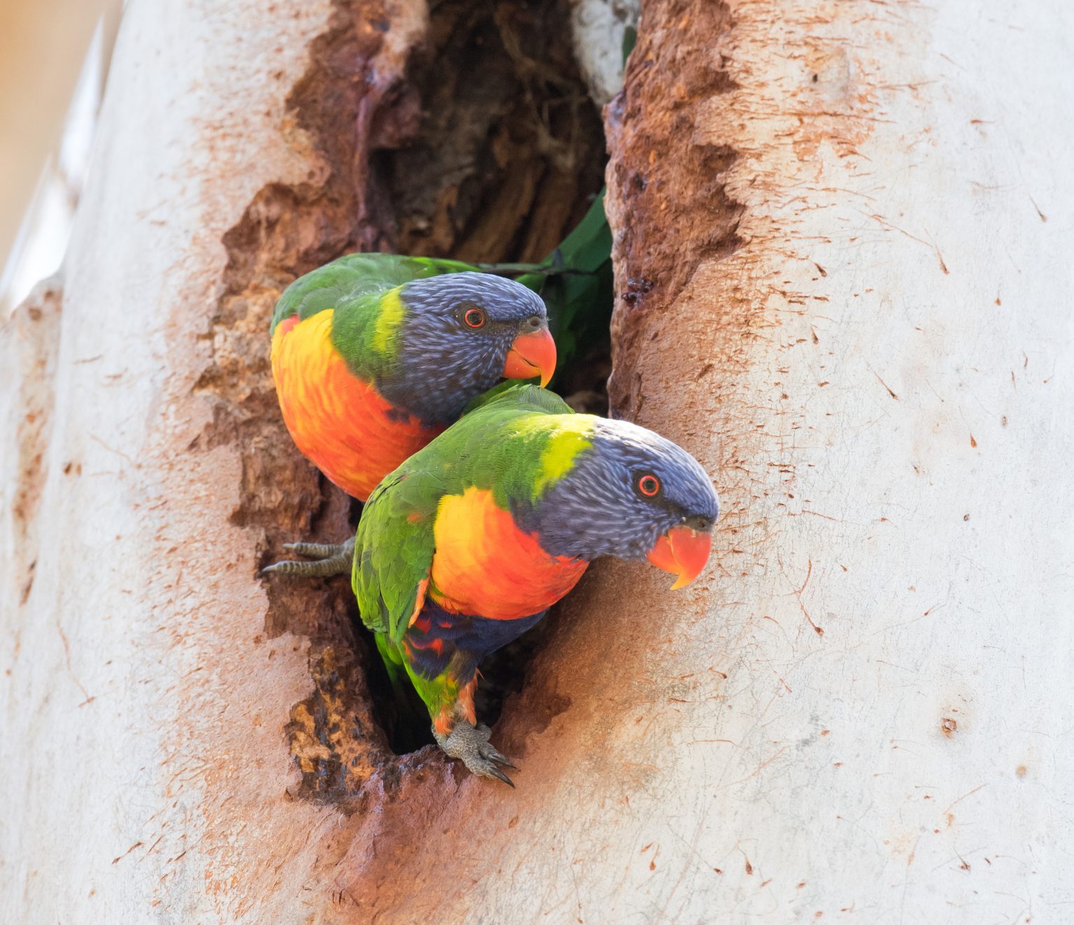 Two Birds - 10,000 Birds