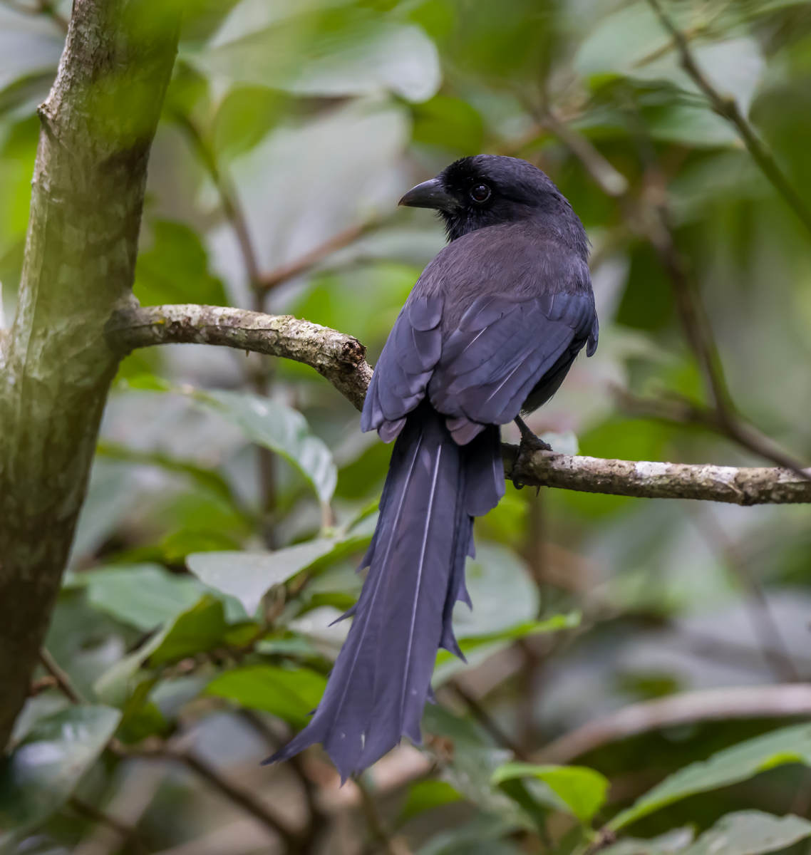 Birding Jianfengling, Hainan (I to Z) - 10,000 Birds